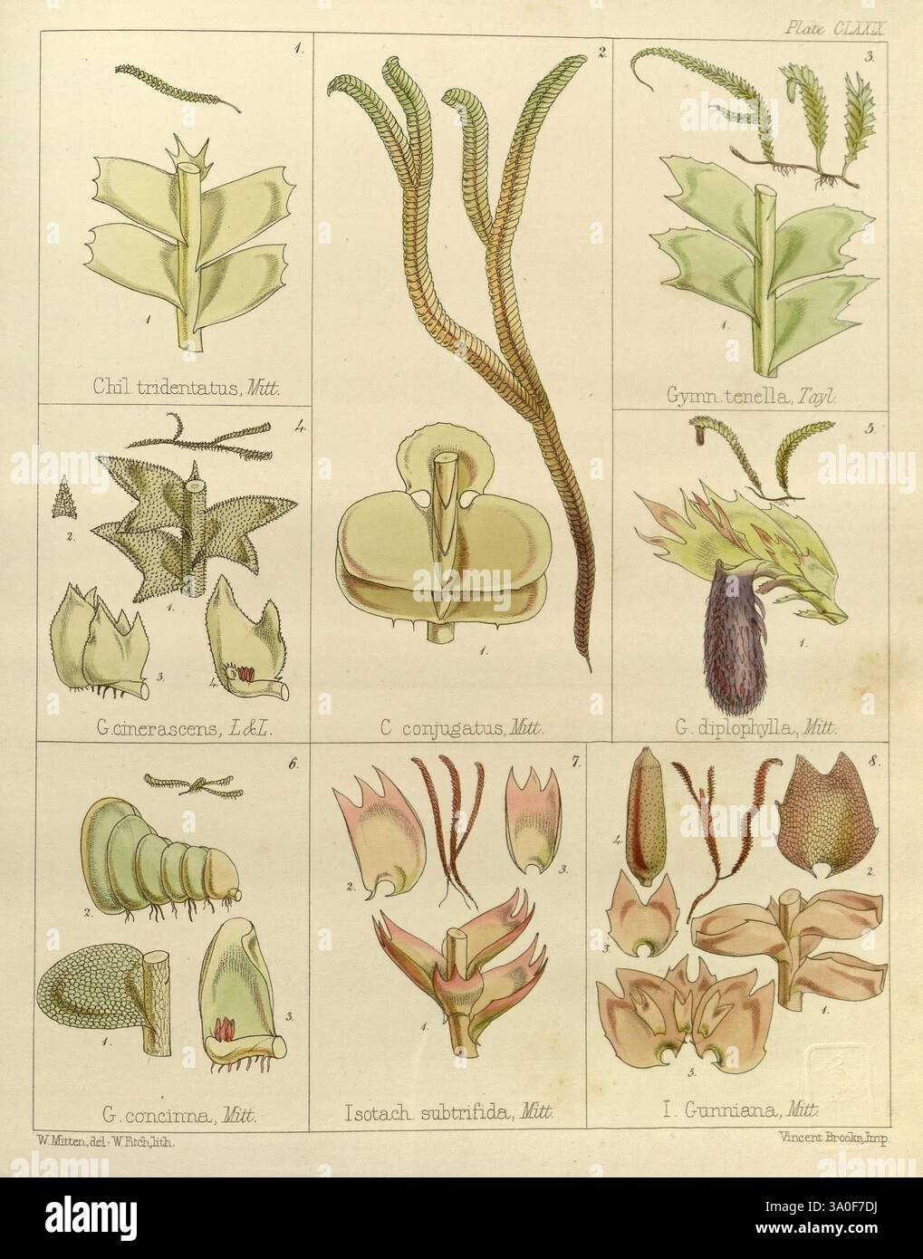 Acrobolbus hi-res stock photography and images - Alamy