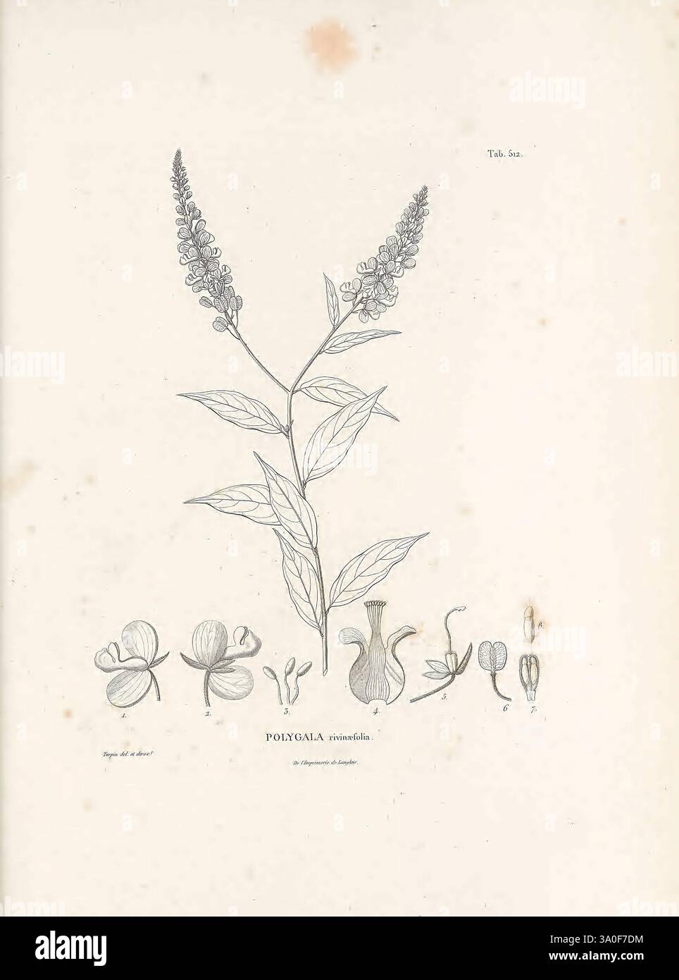 Nova genera et species plantarum, Antverpiae, Ex officina Christophori ...