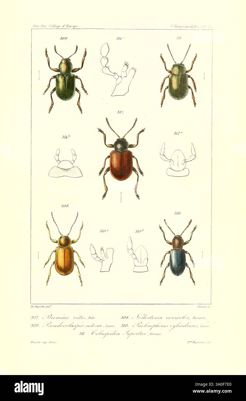 Detailed illustration of various beetles hi-res stock photography and ...