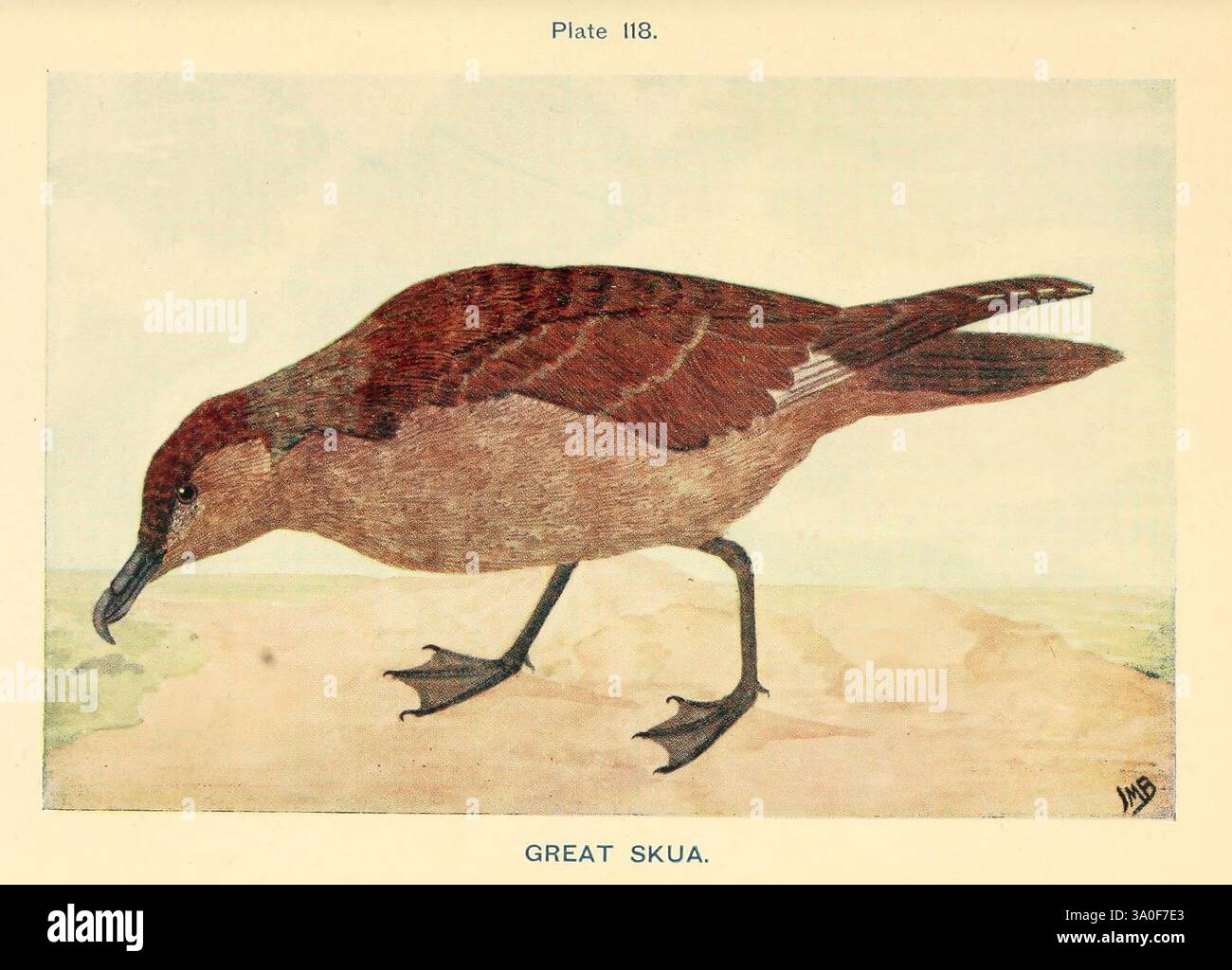 British birds & their eggs London W. & R. Chambers 1909 Birds Great ...