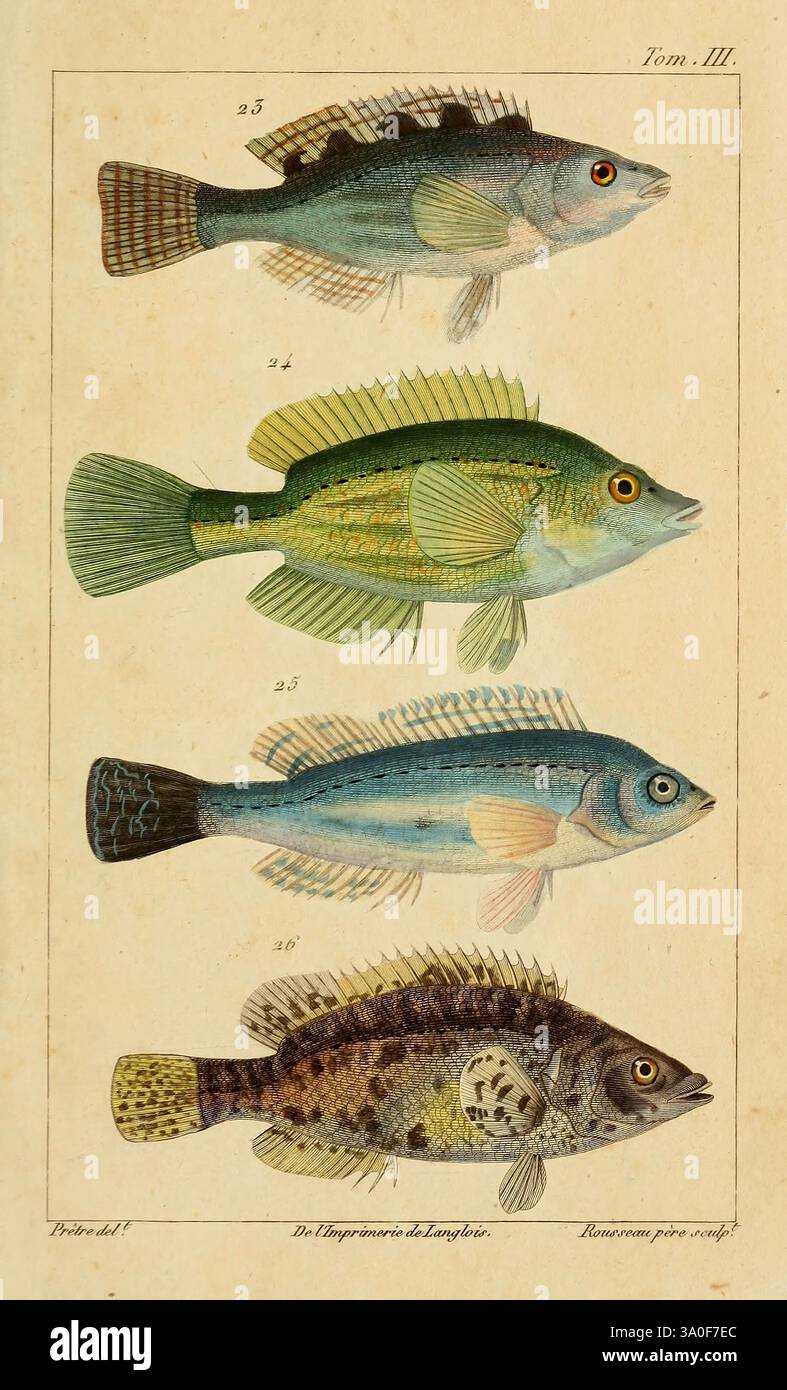 Sporting spiny fins hi-res stock photography and images - Alamy