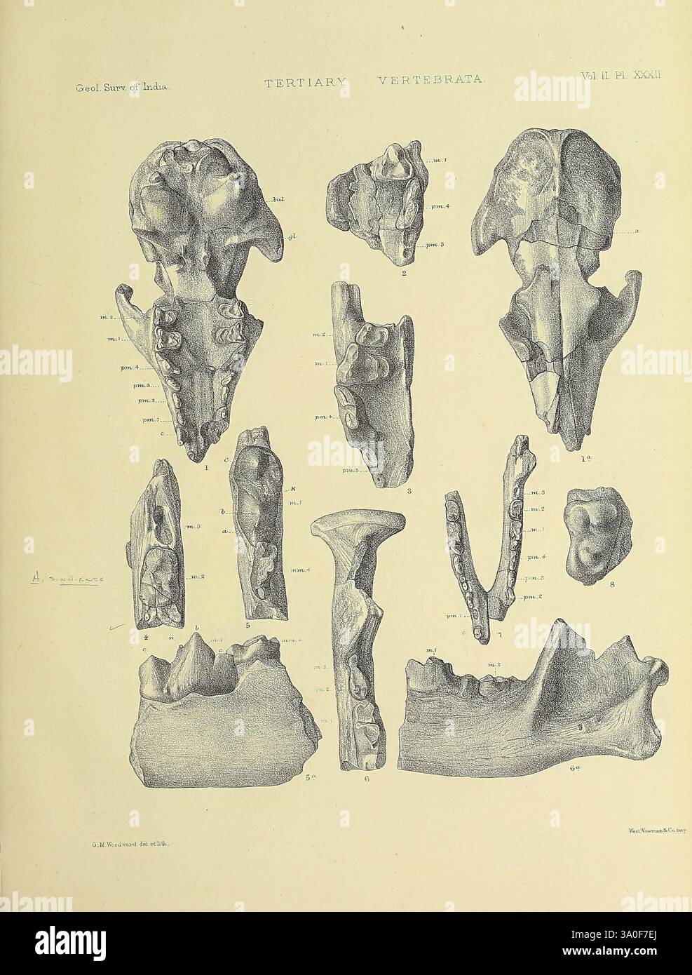 Mandibular forms hi-res stock photography and images - Alamy