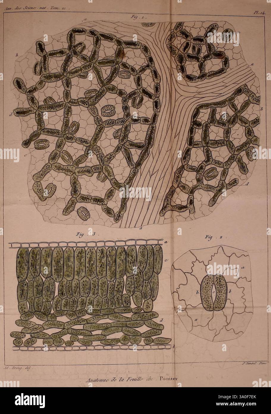 Showcases multiple figures labeled hi-res stock photography and images ...