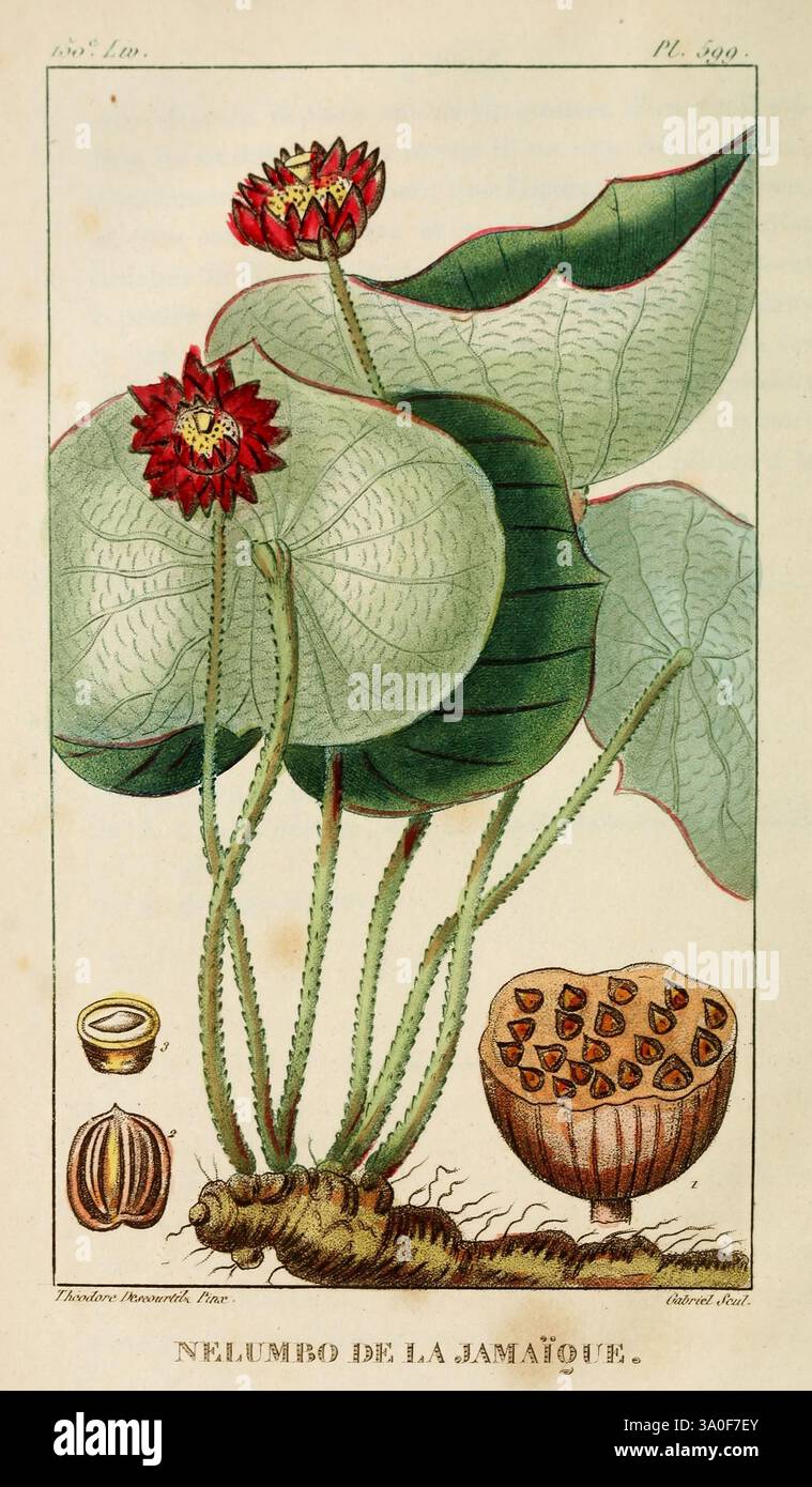 Nelumbo de la jamaica hi-res stock photography and images - Alamy