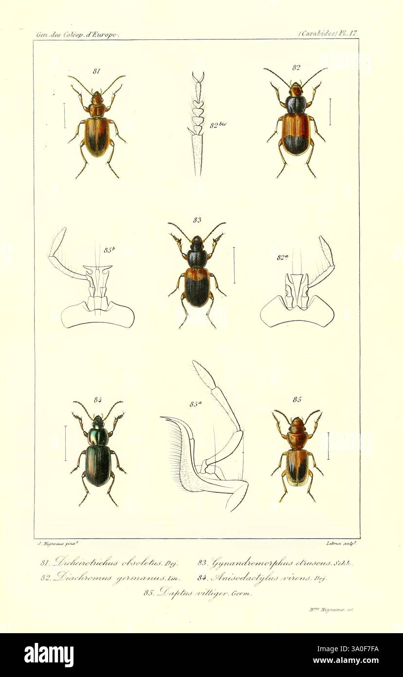 Genera des Coléoptères d'Europe, Paris, Chez A. Deyrolle,1857-1868 ...