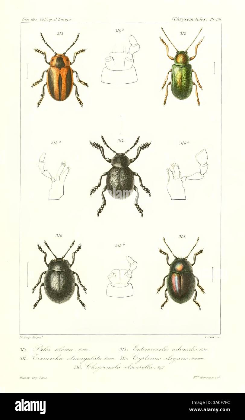 Top section features two beetles hi-res stock photography and images ...