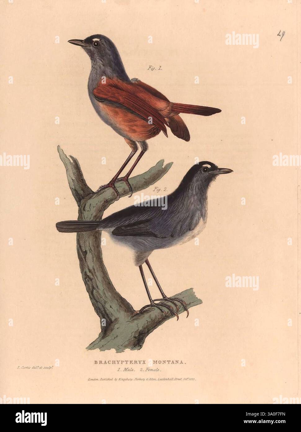 Zoological, researches, in, Java, and, the, neighbouring, islands, 1824 ...