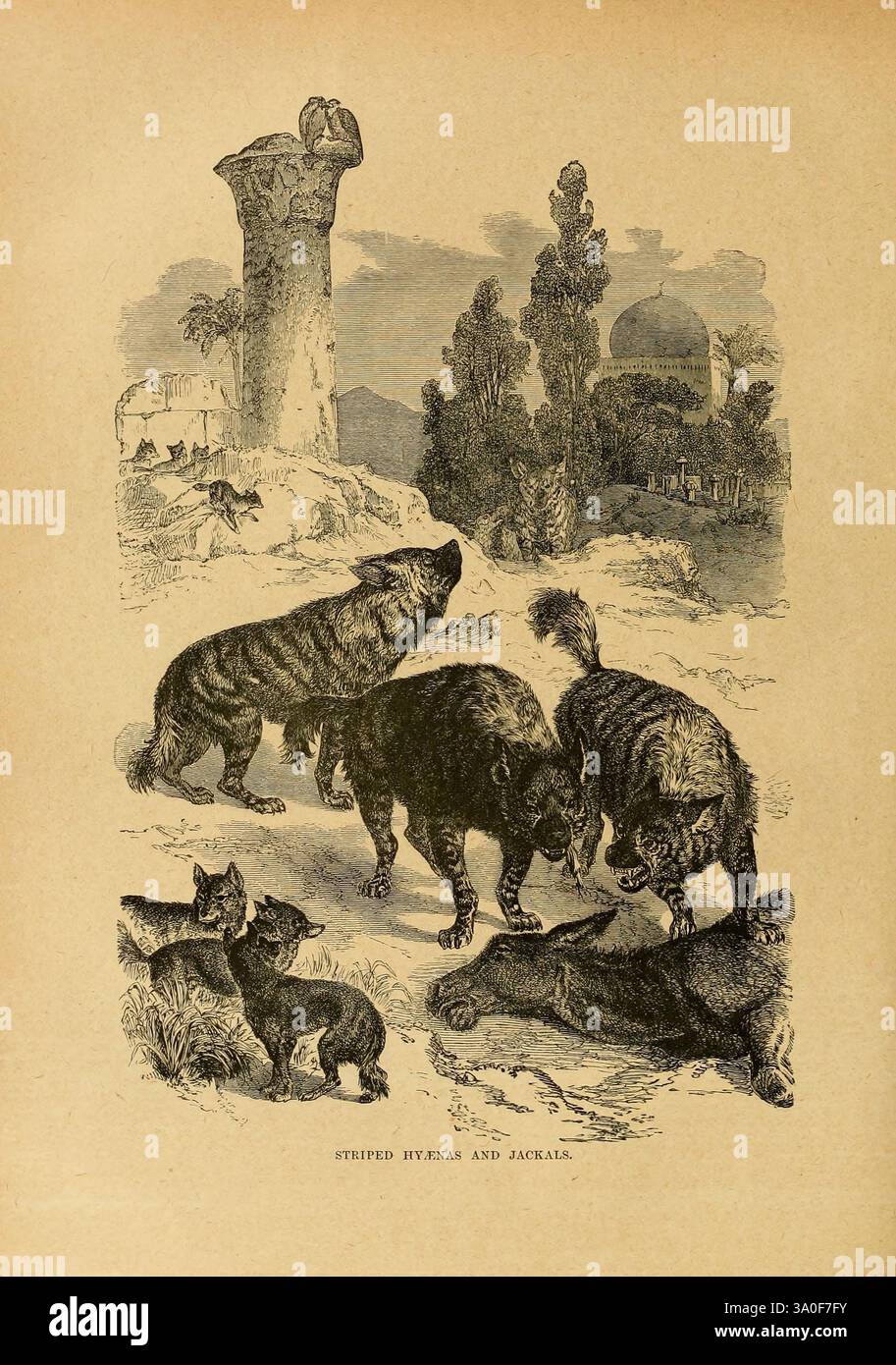 Hyena jackal golden jackal hyaena hyaena canis aureus hi-res stock ...