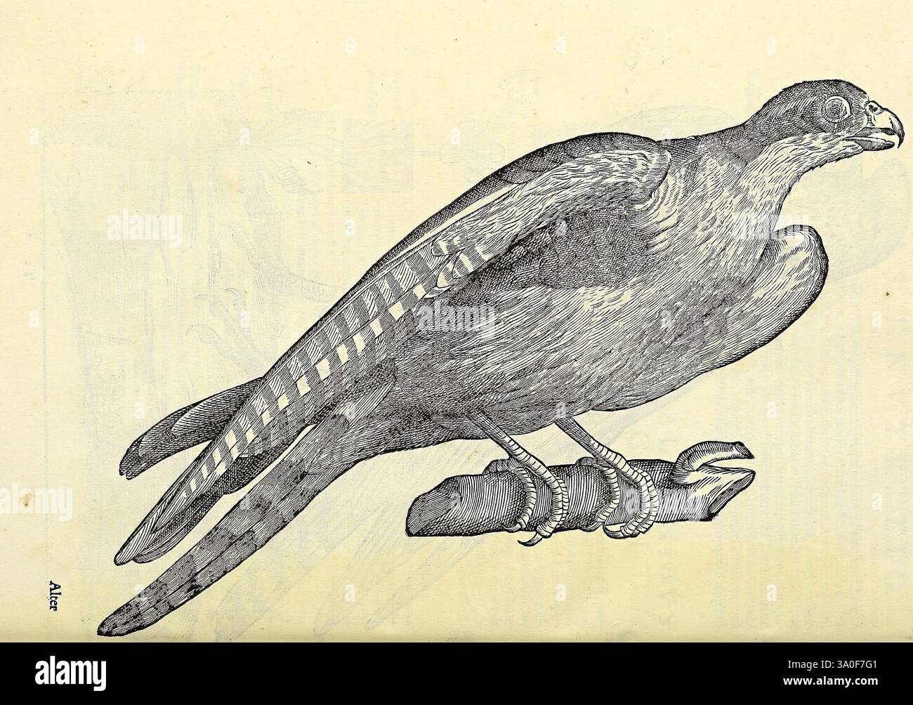 Tail feathers elegantly extended hi-res stock photography and images ...