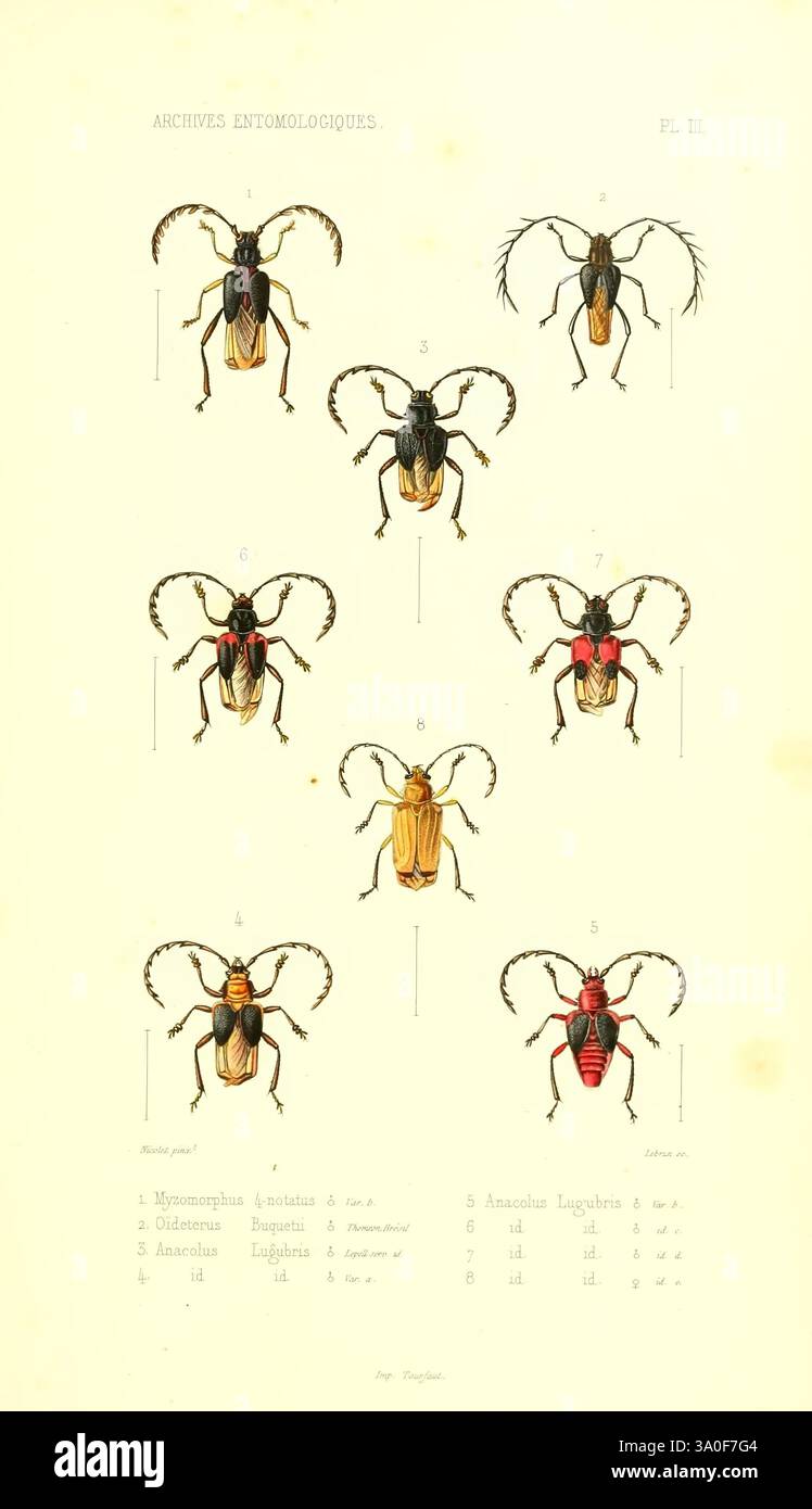 The illustration showcases a variety of beetles, each meticulously ...