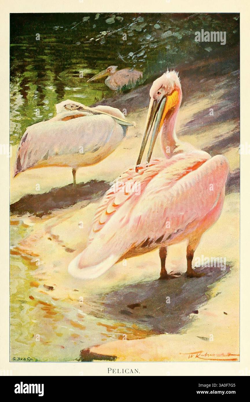 Curved beak tucked hi-res stock photography and images - Alamy