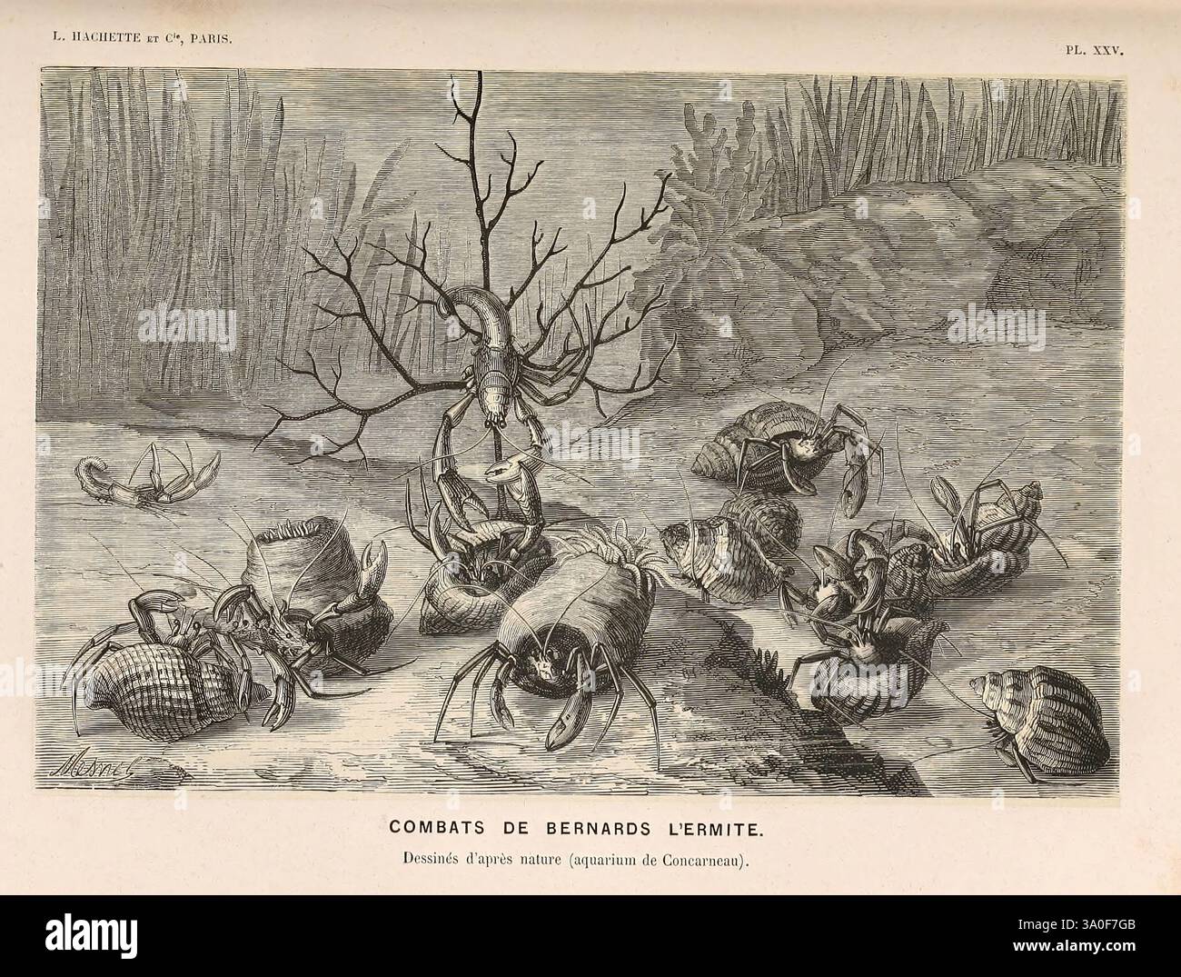 Underwater crab scene shells hi-res stock photography and images - Alamy