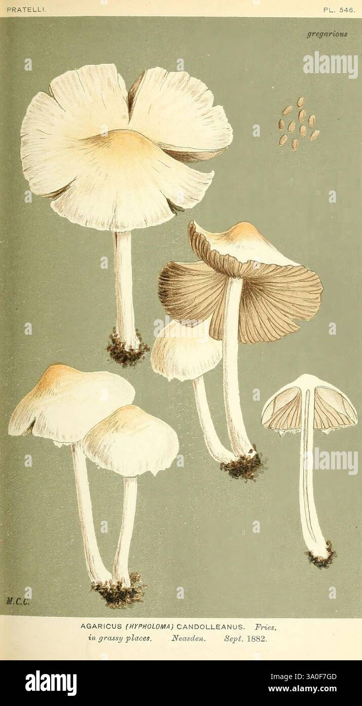 Illustrations, of, British, Fungi, (Hymenomycetes), to, serve, as, an ...