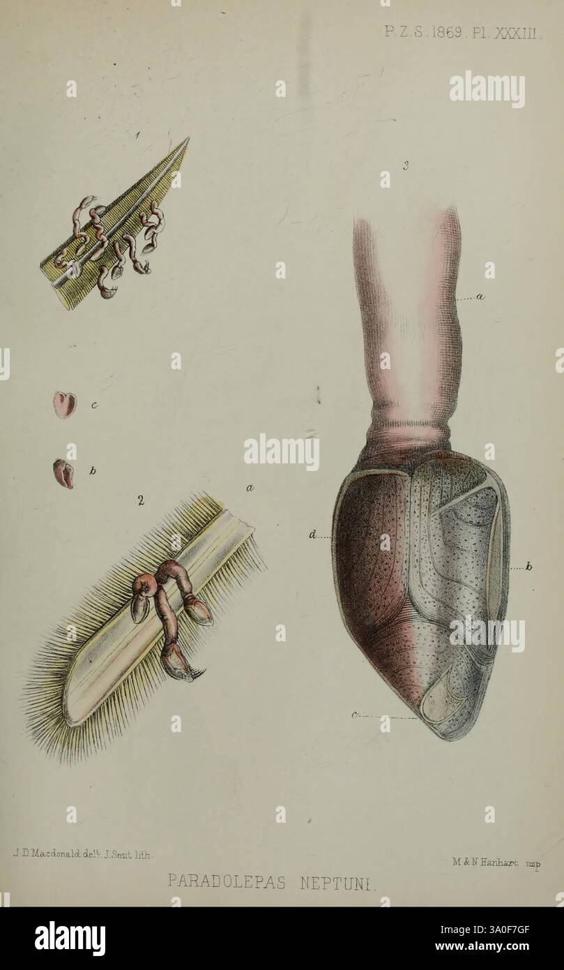 Significant sensory organ hi-res stock photography and images - Alamy