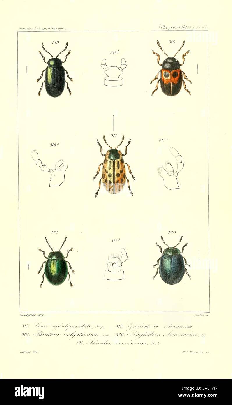 Total of nine beetles hi-res stock photography and images - Alamy