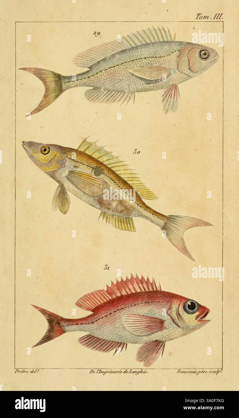 Illustrated classification of three distinct fish species hi-res stock ...