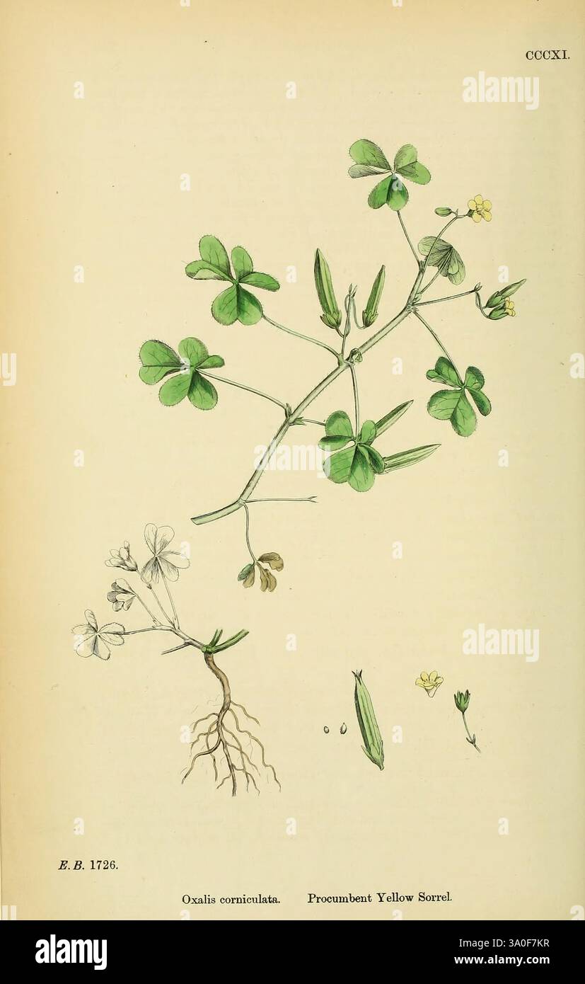 Plants characteristic three leaflet arrangement hi-res stock ...