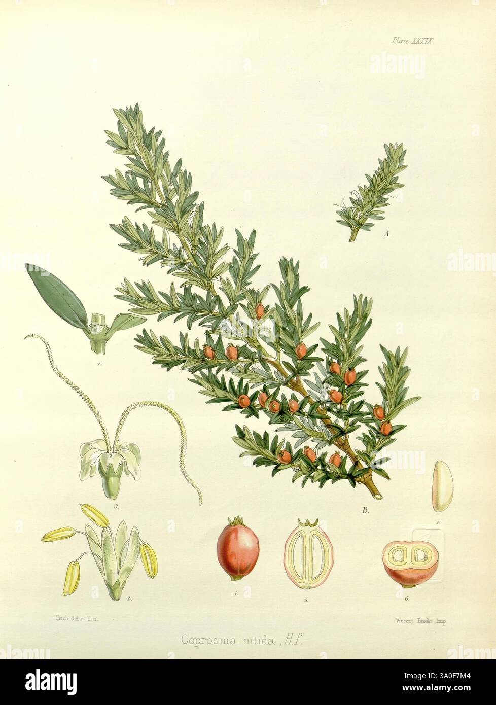 Coprosma nitida hi-res stock photography and images - Alamy