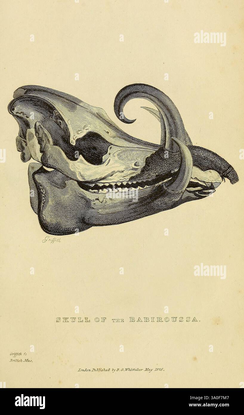 The class Mammalia, London, Printed for Geo. B. Whittaker, 1827 ...