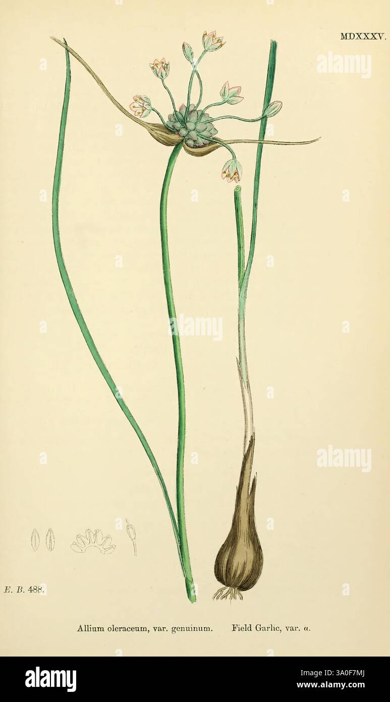 English, botany, or Coloured, figures, of, British, plants, London, R ...