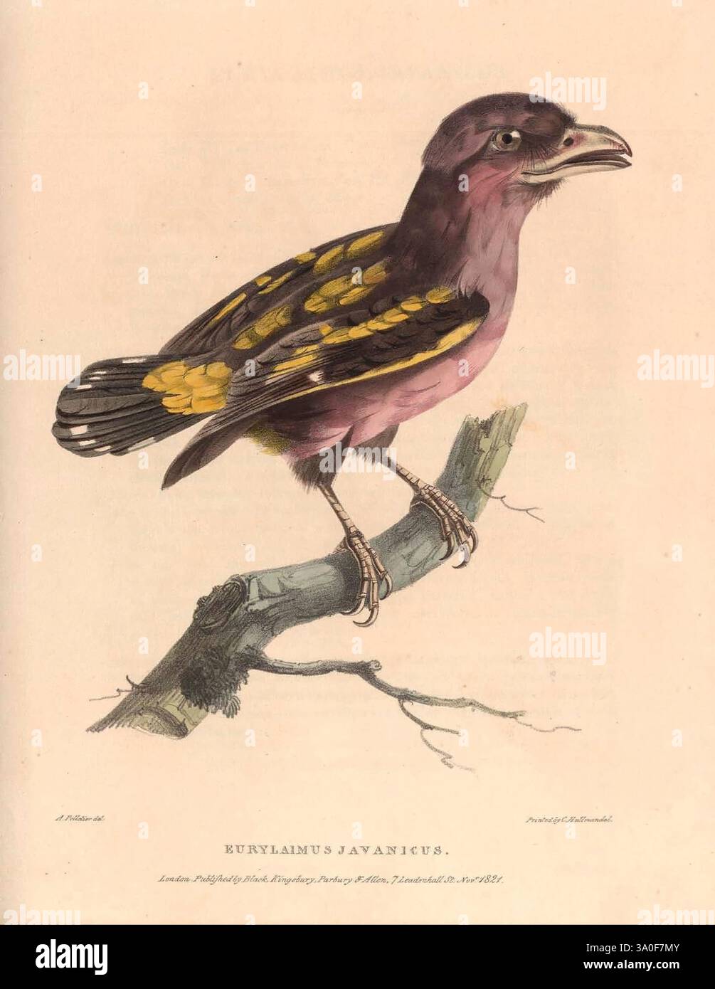 Curya limus javanicus hi-res stock photography and images - Alamy