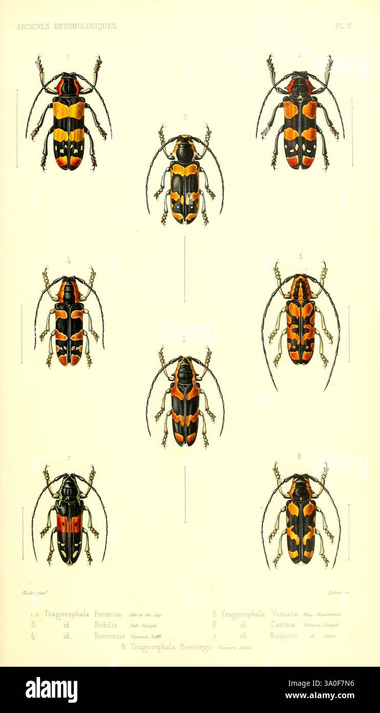 Three different beetles hi-res stock photography and images - Alamy