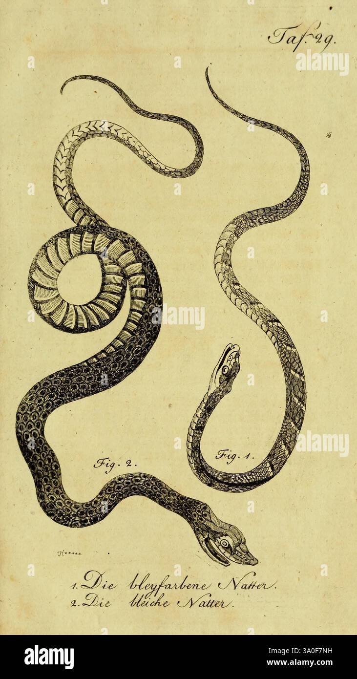 Illustration features two distinct species of snakes hi-res stock ...