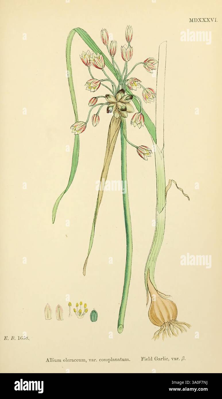 English, botany, or Coloured figures of British plants, London, R ...