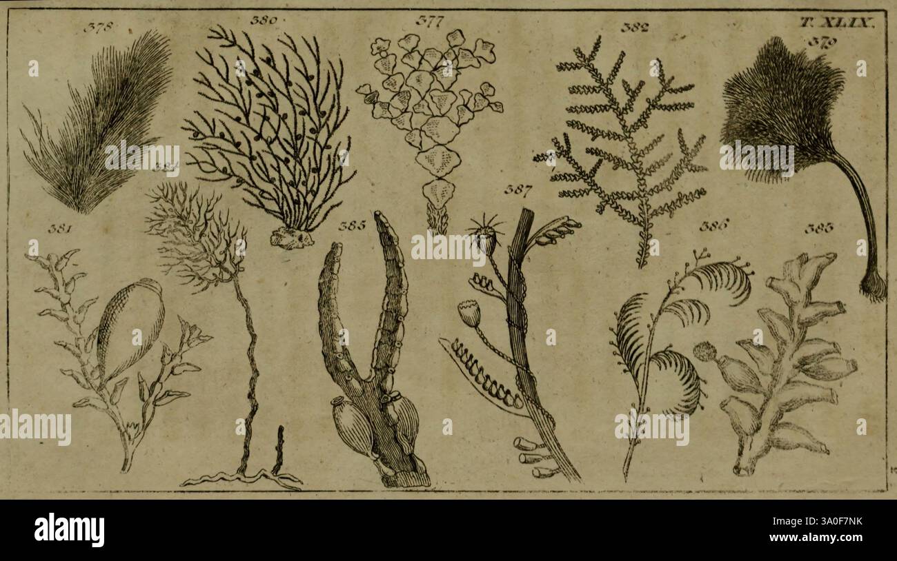 Mix of leafy structures hi-res stock photography and images - Alamy