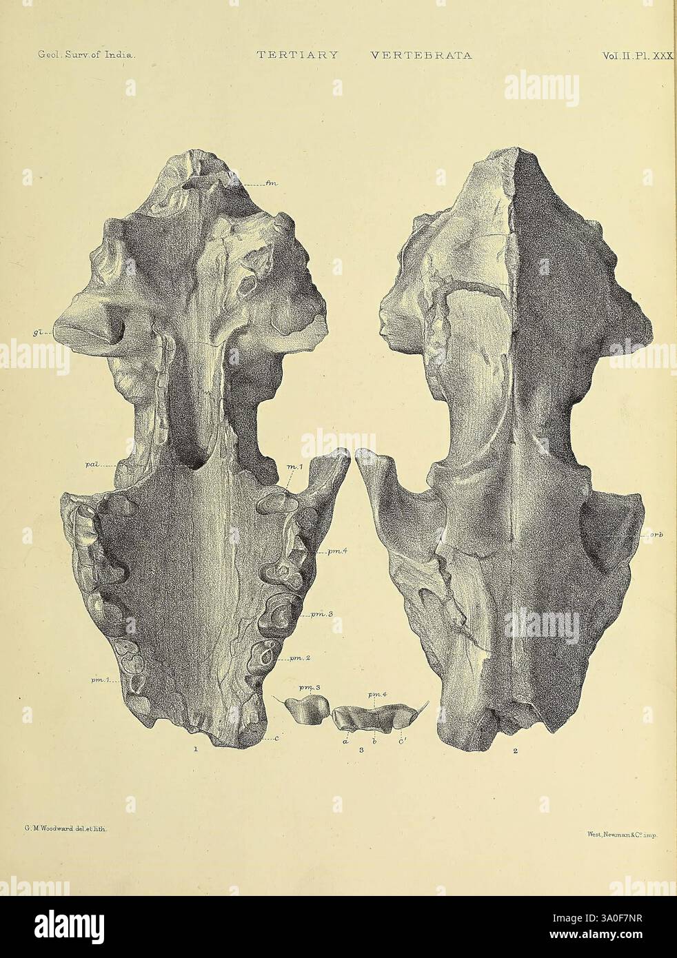 Indian, Tertiary, and post Tertiary Vertebrata. Calcutta, Geological ...