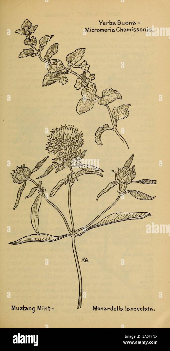 Upper section depicts yerba buena hi-res stock photography and images ...