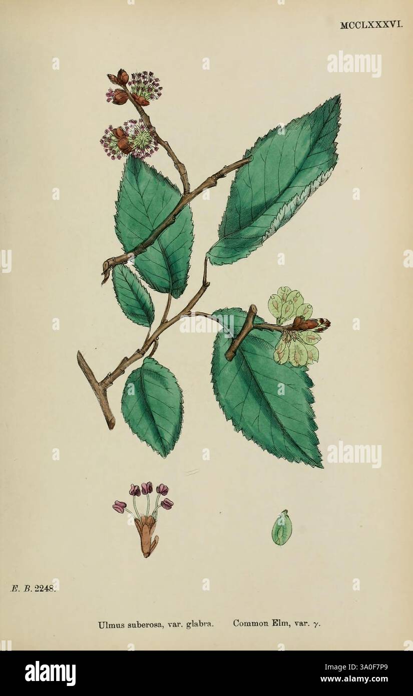 English botany colored figures of british plants london r hi-res stock ...