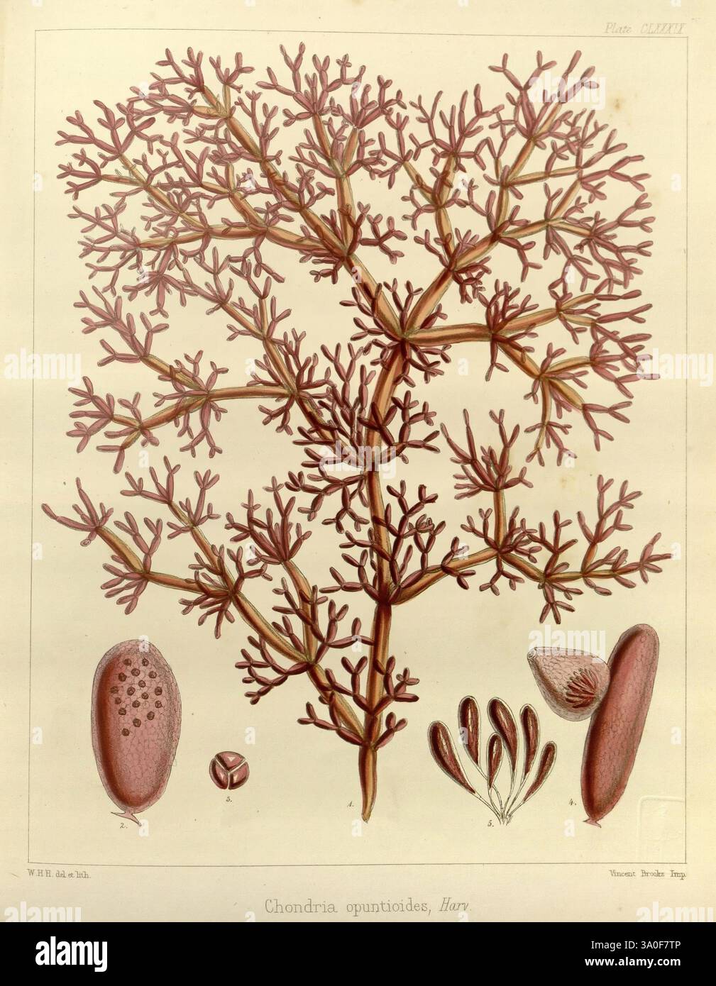 Chondria opuntioides hi-res stock photography and images - Alamy