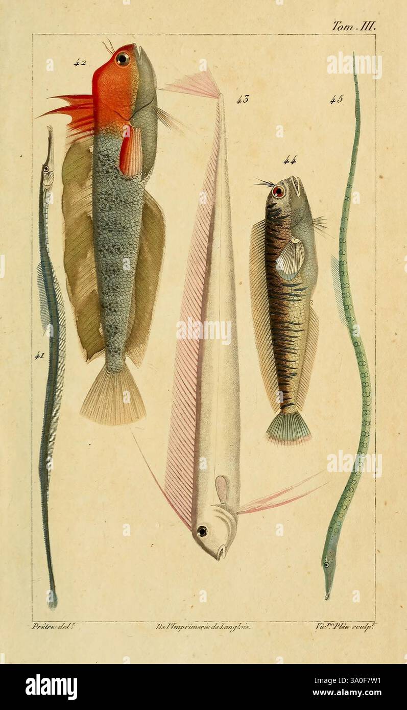 Specifically three distinct fish species hi-res stock photography and ...