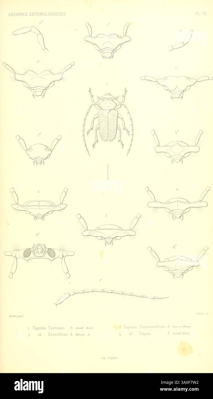 Various anatomical views of insect species hi-res stock photography and ...