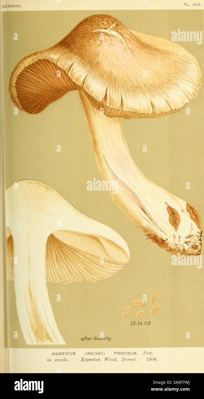 Illustrations of British Fungi (Hymenomycetes) to serve as an atlas to ...