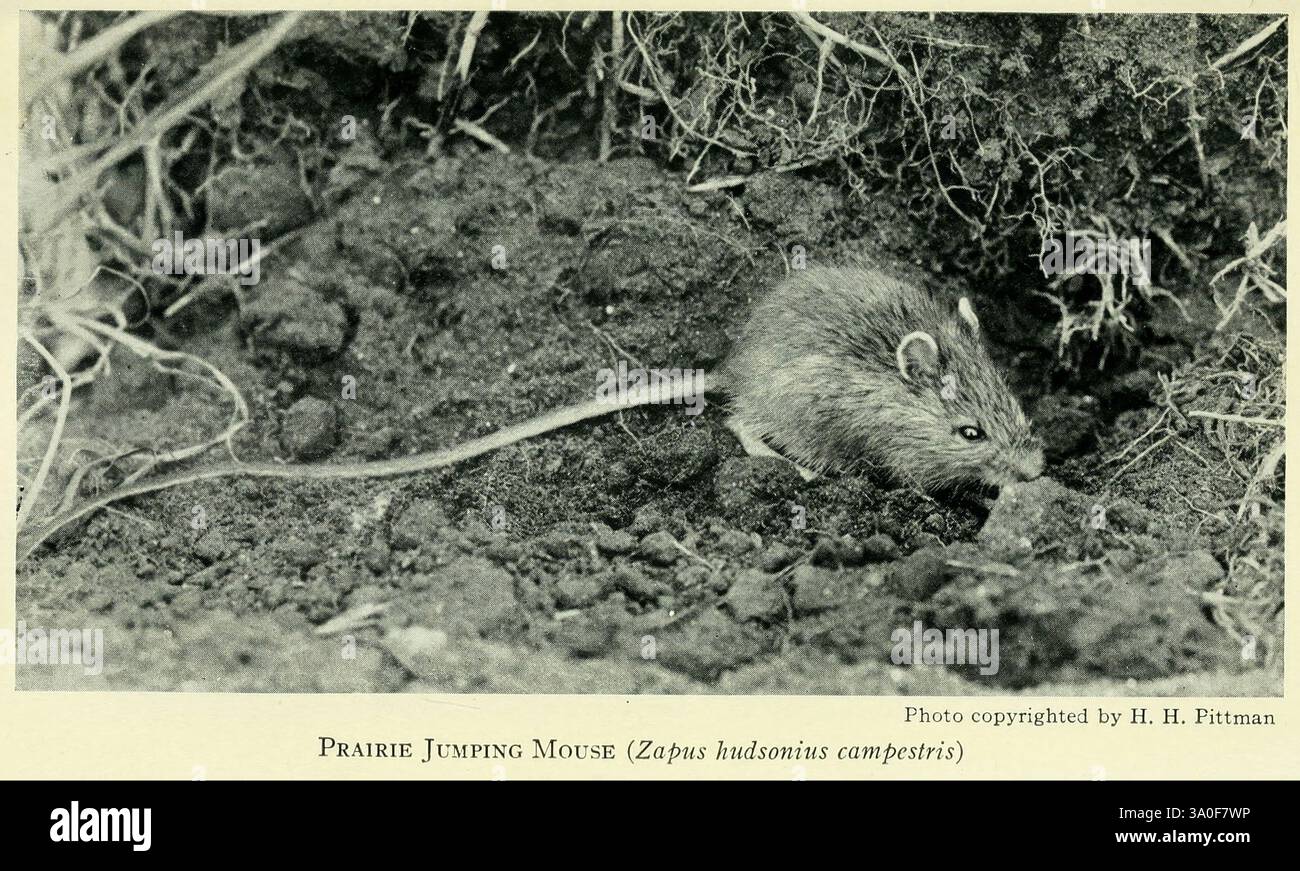 Field book of North American mammals, 1928, North America, Woods Hole ...