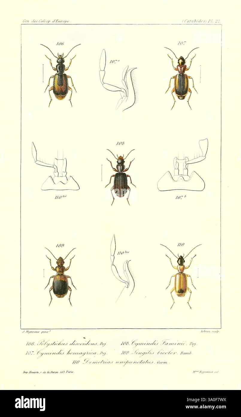 Top row features three distinct beetle figures hi-res stock photography ...