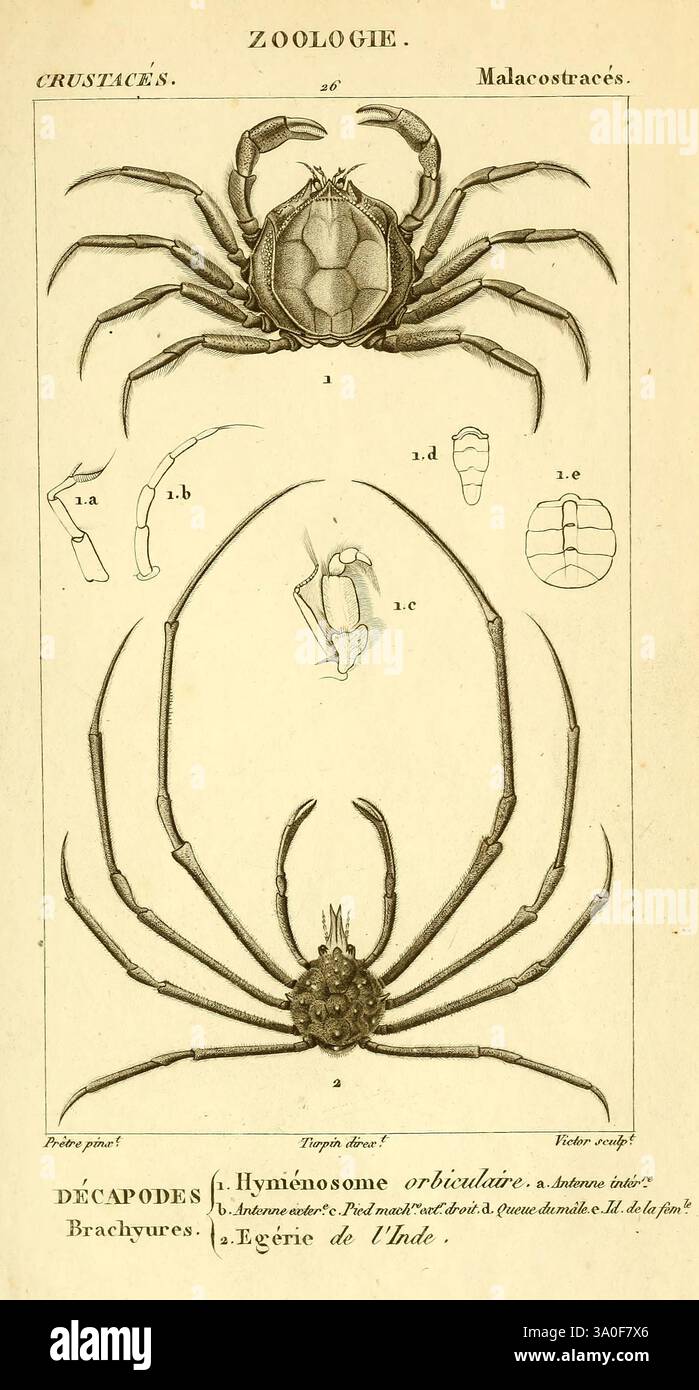 Considérations générales sur la classe des crustacés, Paris, F.G ...