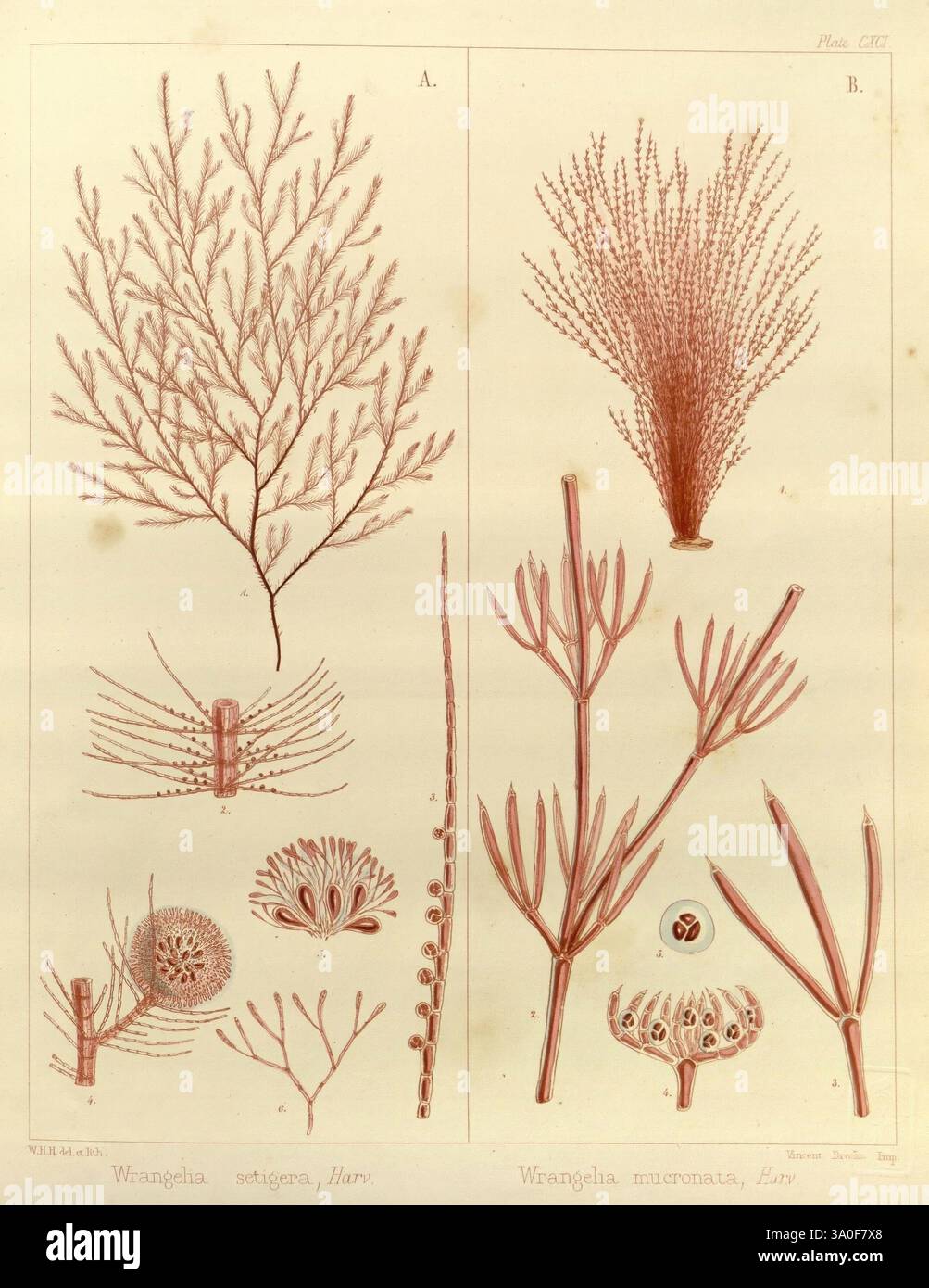 Various forms of wrangelia soligera hi-res stock photography and images ...