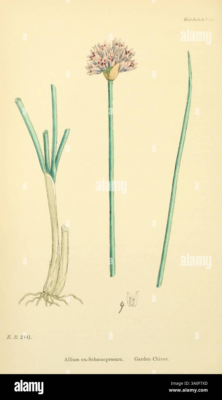 English, botany, Coloured, figures, British, plants, London, R ...