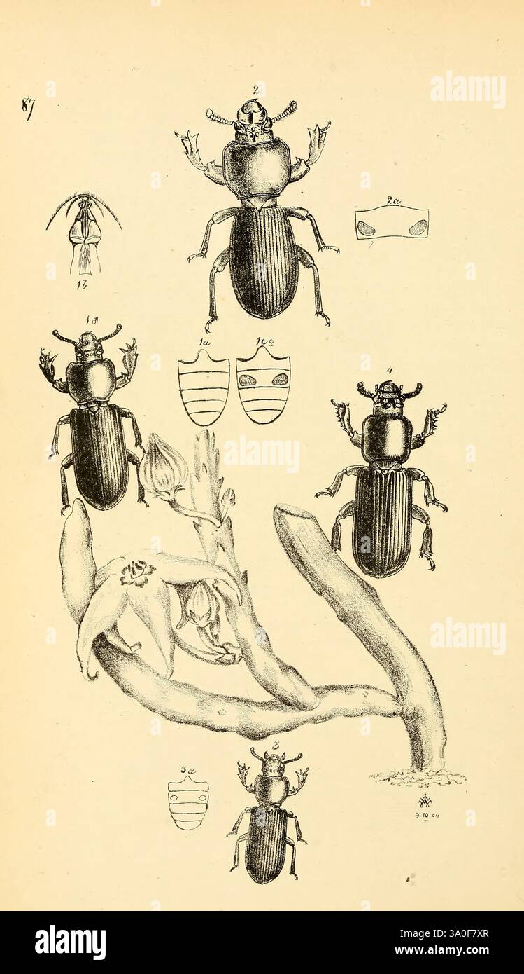 Arcana entomologica, or Illustrations of new, rare, and interesting ...