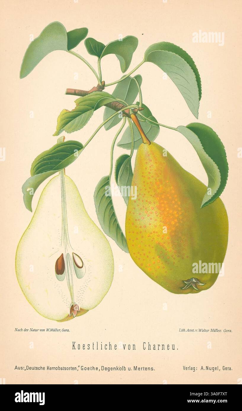 Pear variety showcases two pears hanging hi-res stock photography and ...