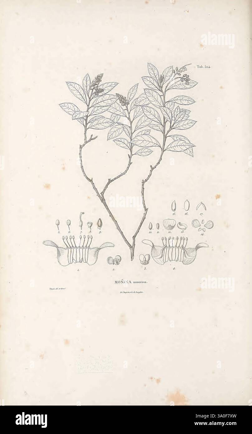 Nova Genera Et Species Plantarum, Antverpiae, Ex Officina Christophori ...