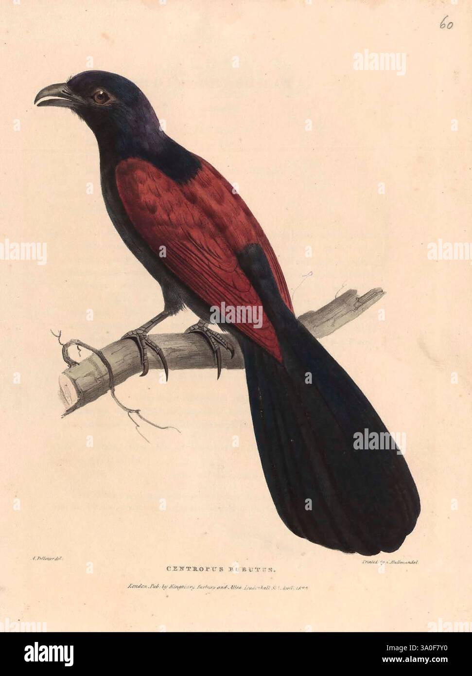 Long tail feathers elegantly cascade hi-res stock photography and ...