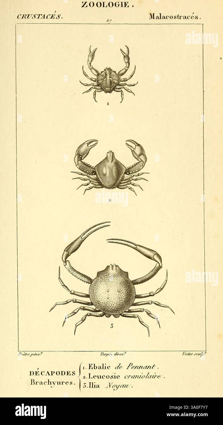 Zoological context of decapoda hi-res stock photography and images - Alamy