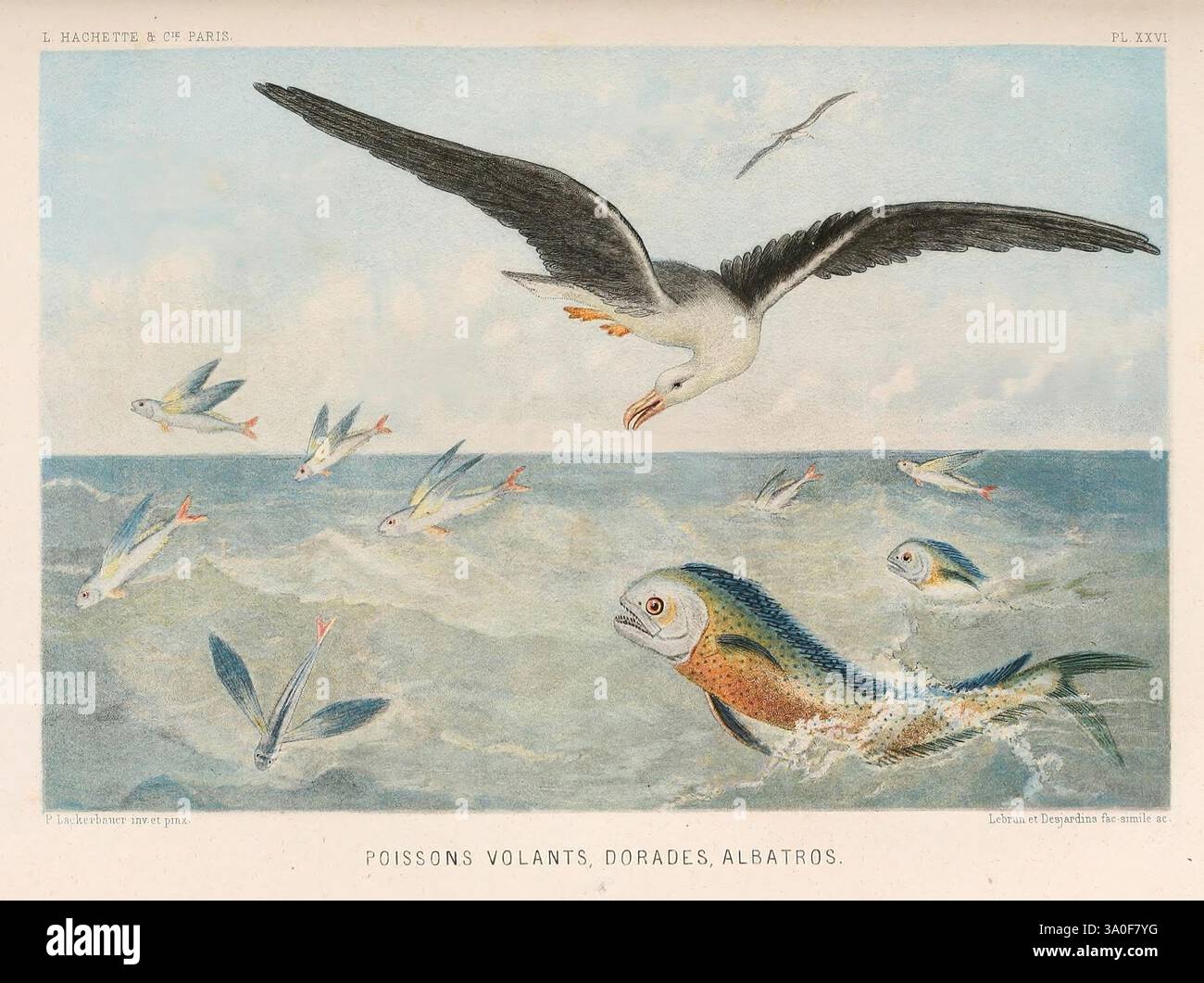 Lively underwater scene features hi-res stock photography and images ...