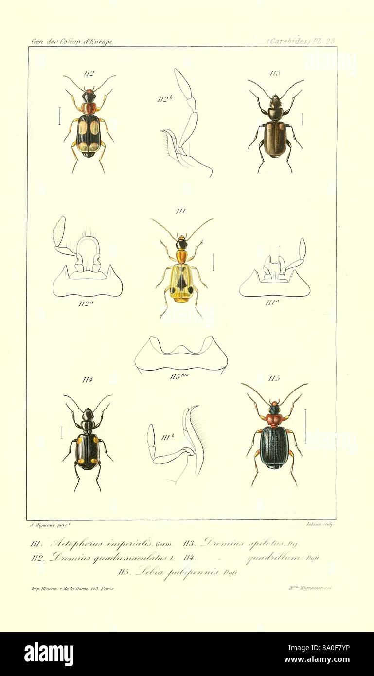 Detailed arrangement of various beetle species hi-res stock photography ...