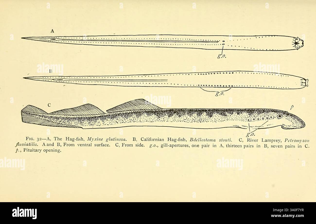 Reptiles, Amphibia, Fishes, Lower Chordata, London, Methuen, 1912 ...