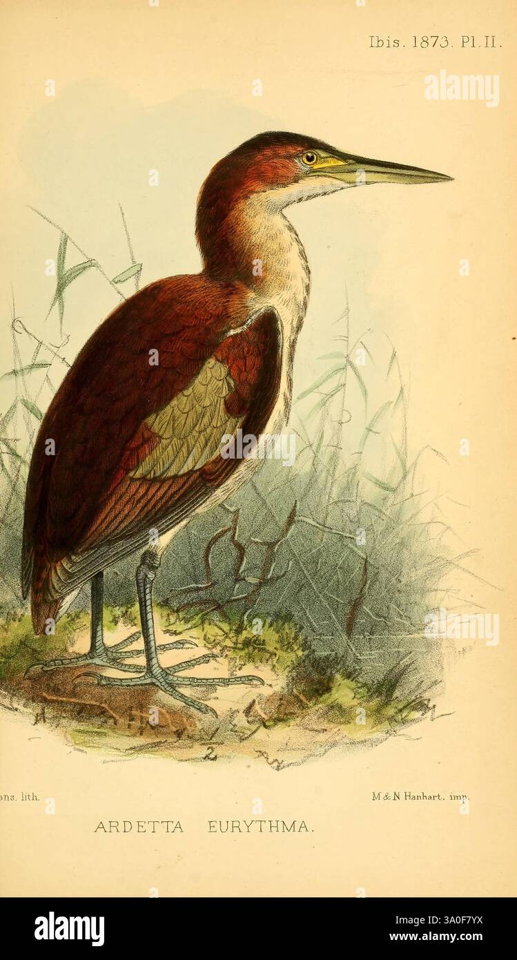 Ibis, London, Published, for the, British, Ornithologists', Union, by ...